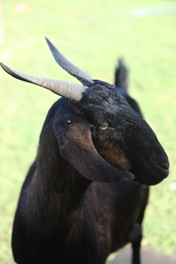 Cabra masculina foto de stock. Imagem de preto, exterior - 89301780