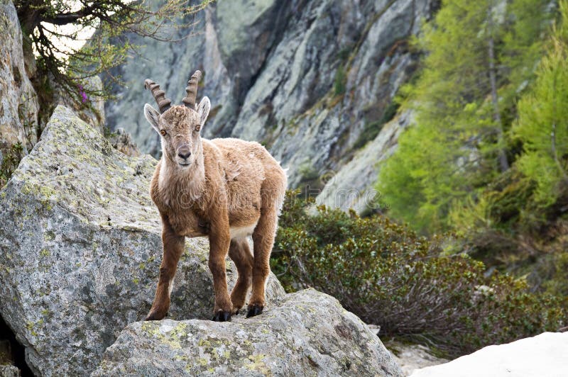 Cabra montés en Chamonix imagen de archivo. Imagen de ibex - 15540377