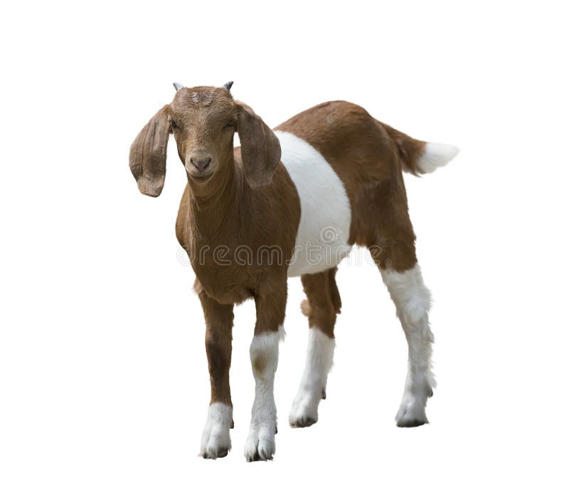 Cabrito Boer foto de stock. Imagem de animais, chifres - 96154900