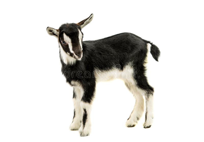 Cabra pequena foto de stock. Imagem de entalhe, animais - 47444926