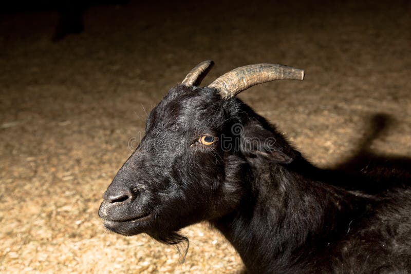 Cabra preta foto de stock. Imagem de miúdo, chifre, cabras - 21236868