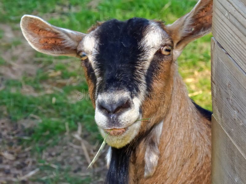 Perro Masticando Garganta De Cabra Para Dientes Limpios Y Sanos Foto de ...