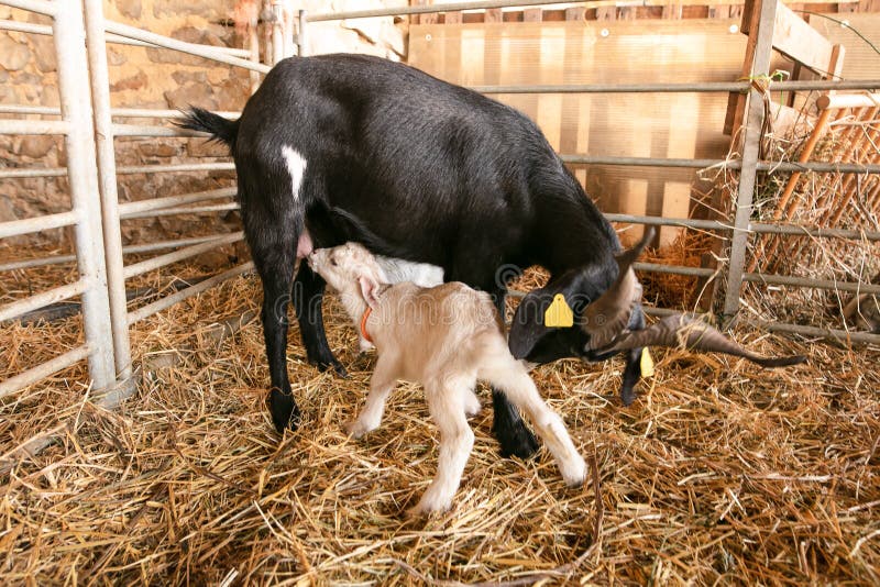 Cabra Leiteira De Cabra Bebendo Leite De Suas Mães Bebê De Cabra Com