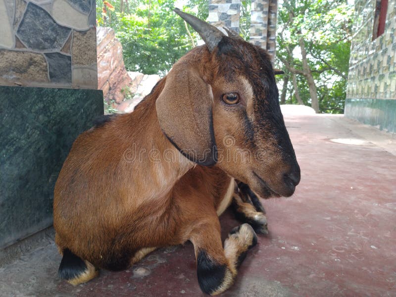 Cabra sentada en el suelo imagen de archivo. Imagen de suelo - 198771823