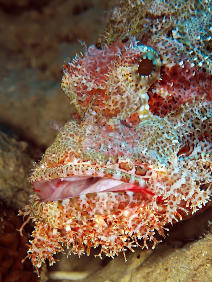 Cabracho imagen de archivo. Imagen de retrato, marina - 10410179