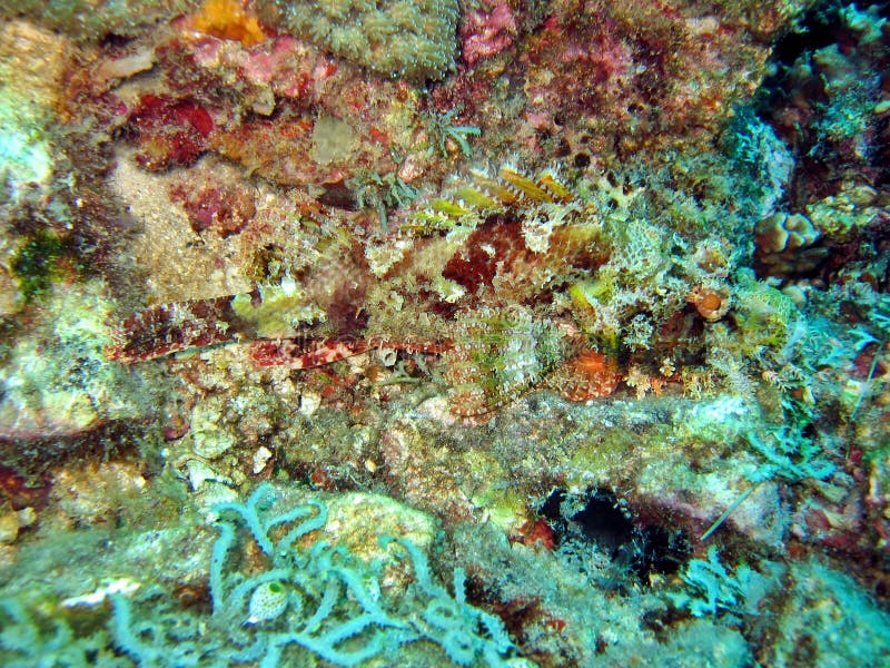 Cabracho foto de archivo. Imagen de venenoso, camuflaje - 1063888