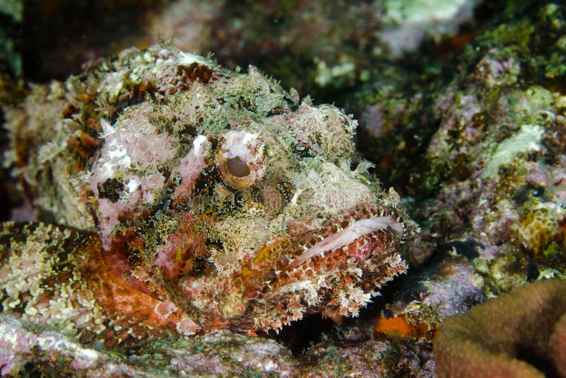 Cabracho imagen de archivo. Imagen de cierre, peligro - 14856595