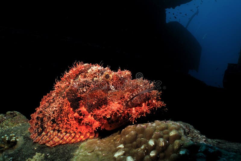 Cabracho imagen de archivo. Imagen de marina, peligroso - 22792525