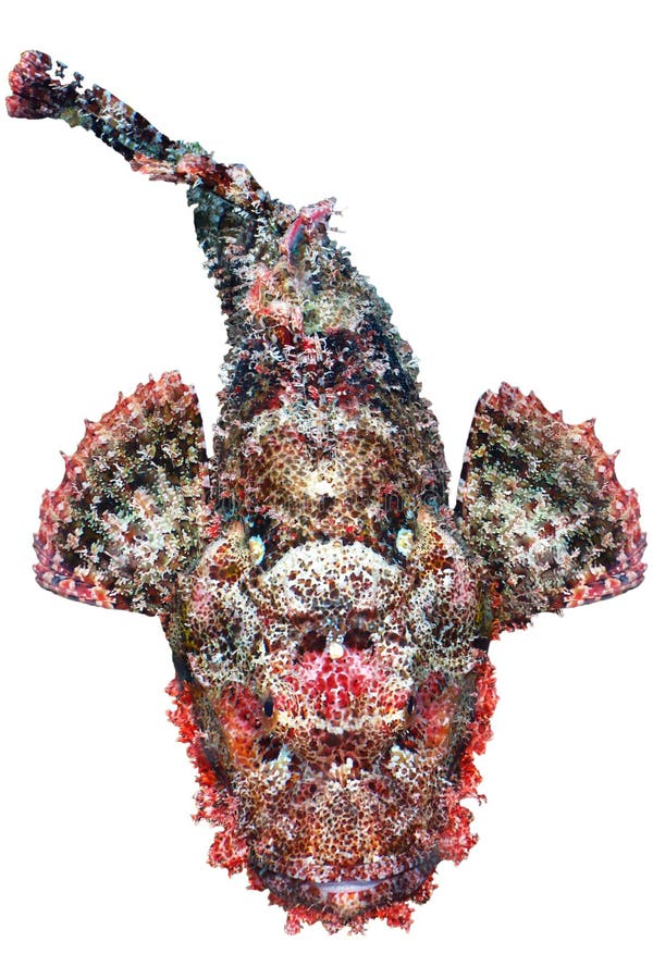 Cabracho aislado imagen de archivo. Imagen de pescados - 28620959