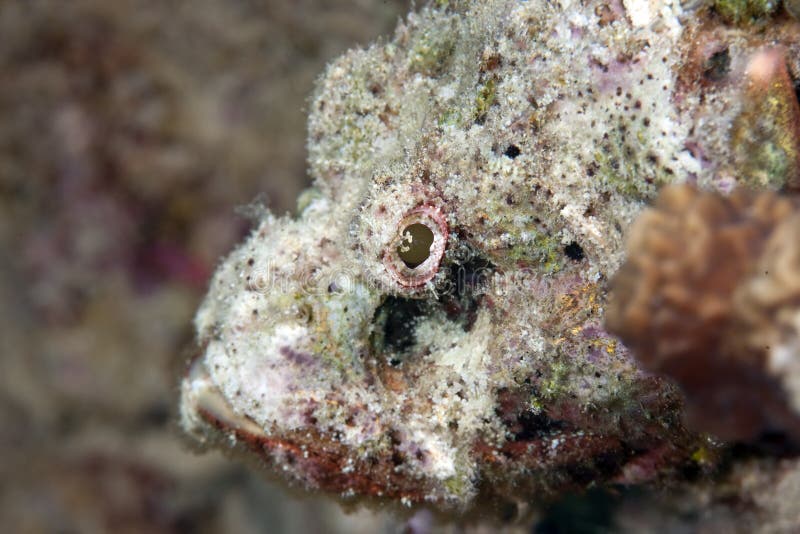 Cabracho del diablo imagen de archivo. Imagen de brillante - 11028871