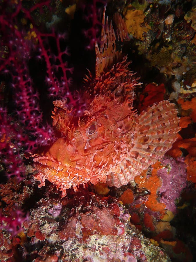 Cabracho Grande-escalado imagen de archivo. Imagen de espinas - 46800453