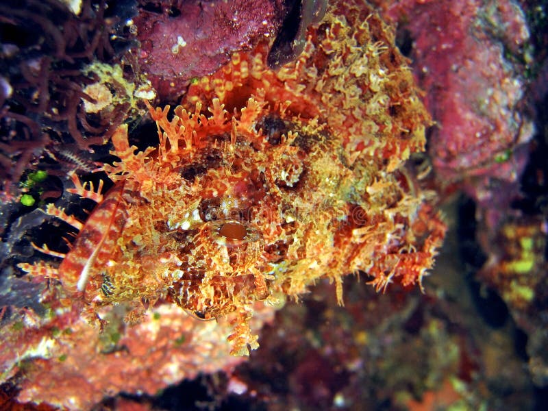 Cabracho rojo imagen de archivo. Imagen de camuflaje, océano - 383205