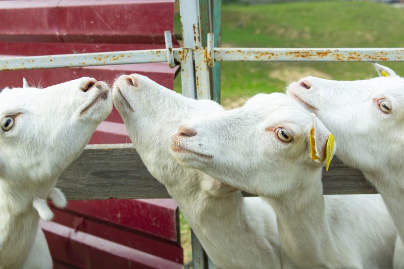 Cabras Blancas En Un Prado De Una Granja De Cabras. Cabras Blancas Foto ...