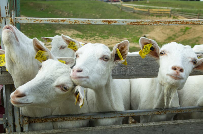 Cabras Blancas En Un Prado De Una Granja De Cabras. Cabras Blancas Foto ...