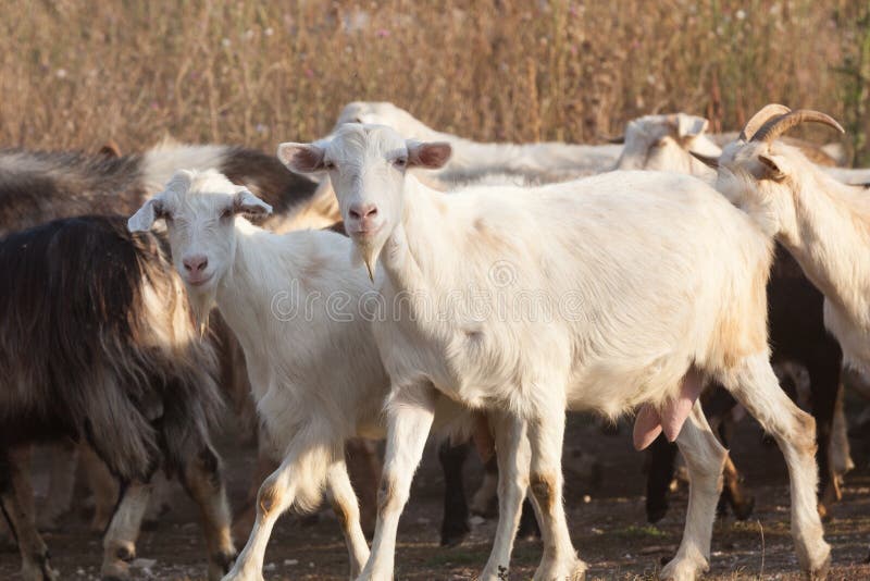 Cabras Curiosas Um Rebanho Do Passeio Das Cabras Imagem de Stock ...