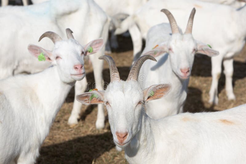 Cabras De Cuerno Blanco En Pradera Foto de archivo - Imagen de ganados ...
