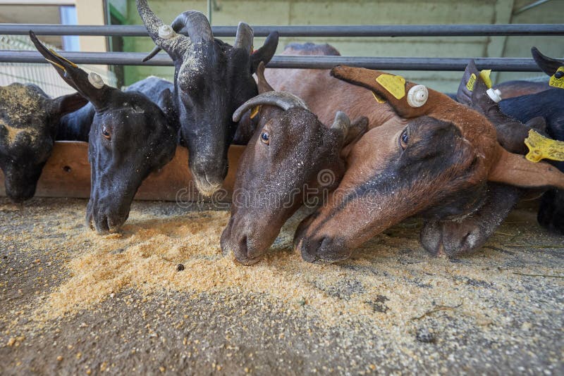 Cabras De La Granja Comiendo Comida Seca Imagen de archivo - Imagen de ...