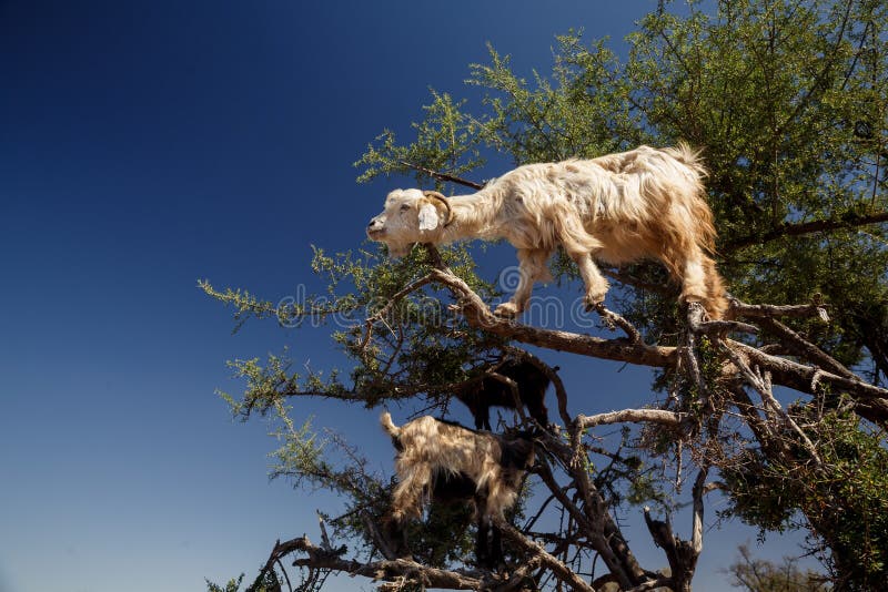 Cabras Da árvore Em Marrocos Imagem de Stock - Imagem de escalada ...