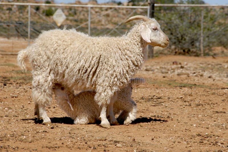 Cabras Del Angora De La Madre Y Del Cabrito Foto de archivo - Imagen de ...