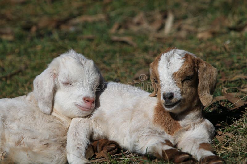 Cabritos foto de archivo. Imagen de lanas, granja, cabras - 51512080