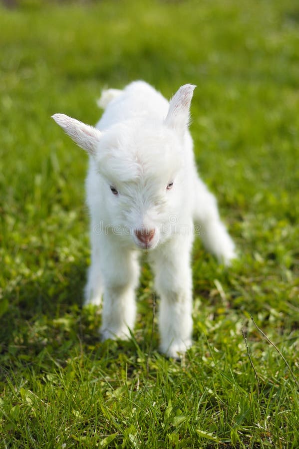 Gif De Cabra Pigmea Bebé Saltando GIF Pygmy Goats Saltando Bode GIF