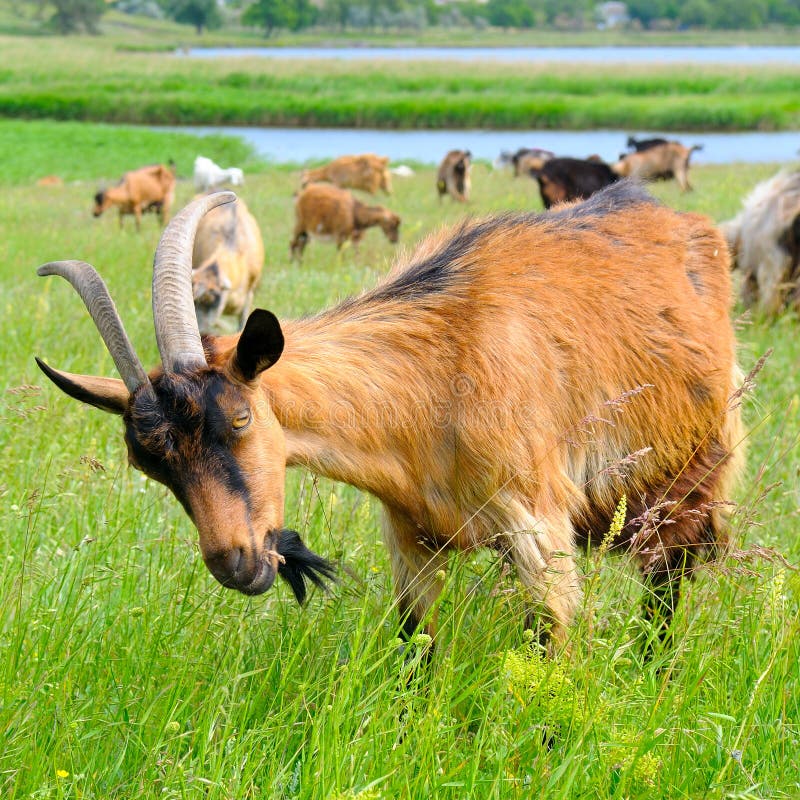 Cabras que pastan en pasto imagen de archivo. Imagen de animal - 63132629