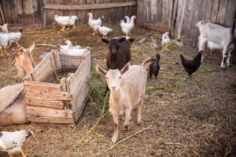 Cabras en el corral i foto de archivo. Imagen de aire - 58358280