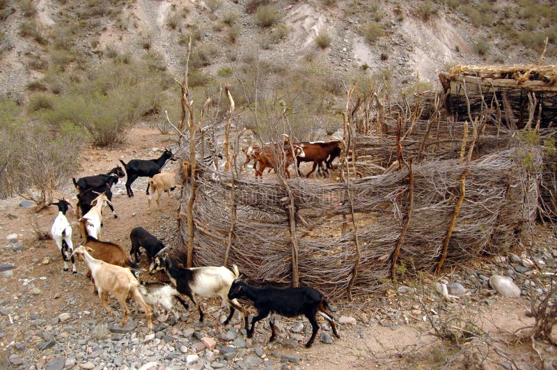 Cabras en un corral imagen de archivo. Imagen de melenudo - 4031375