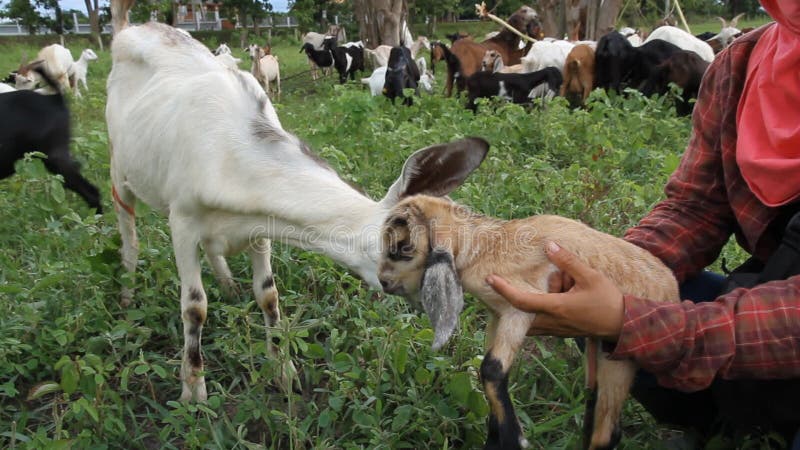 Cabras y cabra almacen de metraje de vídeo. Vídeo de familia - 36117845