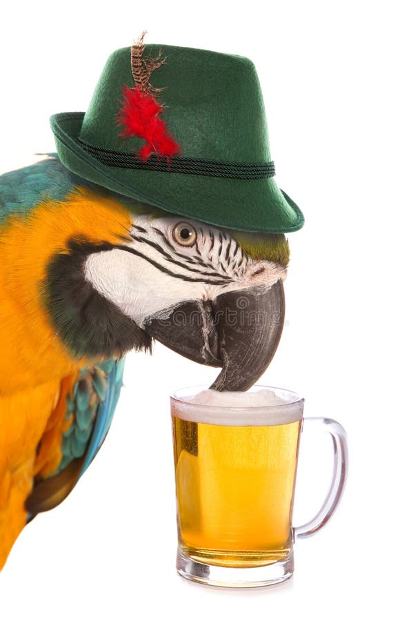 Cabreado como loro imagen de archivo. Imagen de desgaste - 58091235