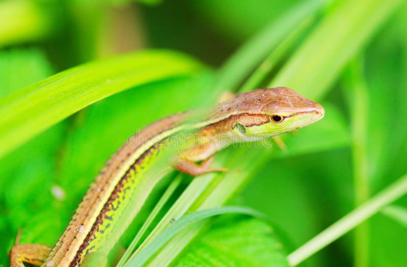 Cabrite stock image. Image of amphibians, isolated, green - 5416289