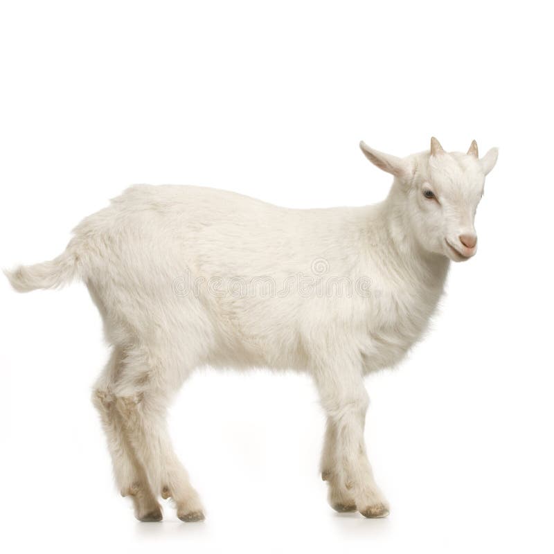 Cabrito imagen de archivo. Imagen de vertebrado, animales - 2307211