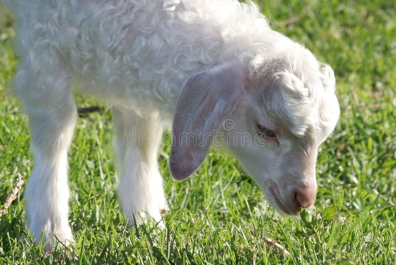 Cabrito Angora foto de archivo. Imagen de doméstico, cabrito - 3362946