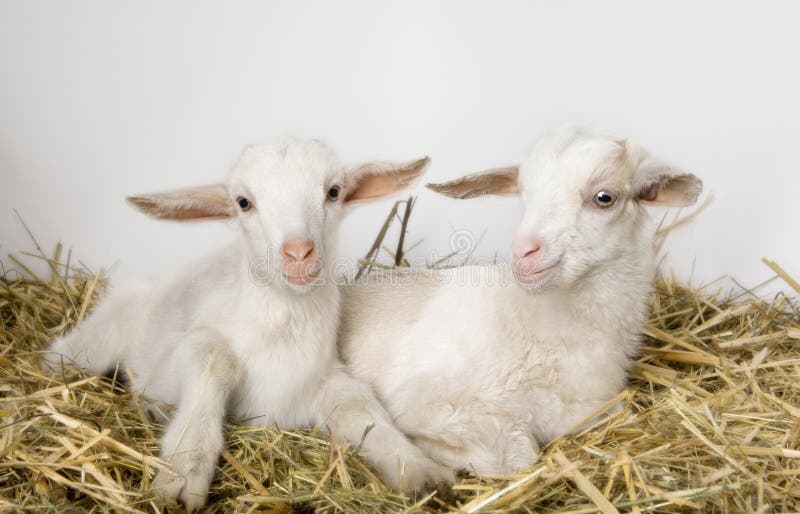 Cabra y sus cabritos foto de archivo. Imagen de paja, claxon - 2313056