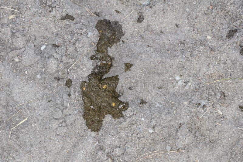 Caca De Vaca Con Alimentos No Elaborados Foto de archivo - Imagen de ...