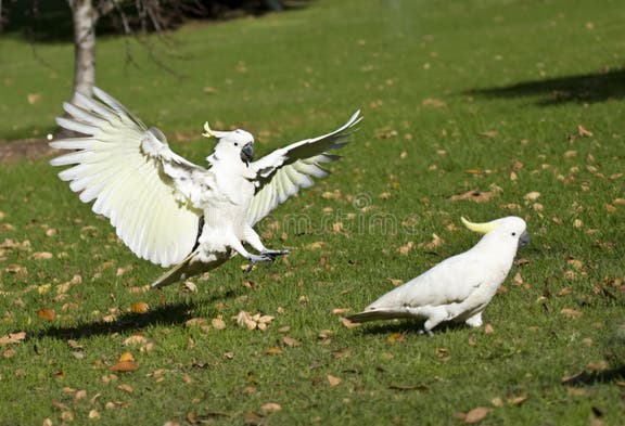 Cacadu stock photo. Image of bright, miami, feather, green - 7873112