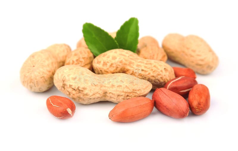 Cacahuete aislado imagen de archivo. Imagen de secado - 28519145