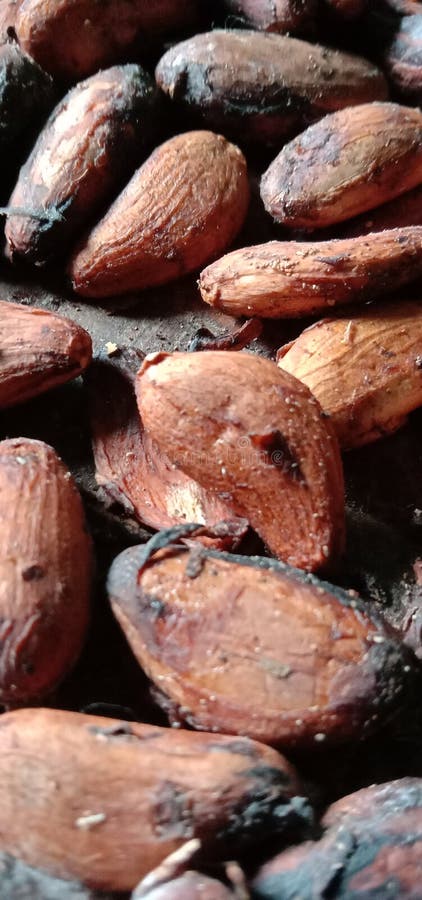 Cacao been dried stock photo. Image of cacao, dried - 267717262