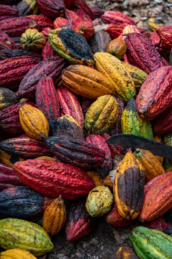Cacao beans stock image. Image of cocoa, powder, local - 263039185