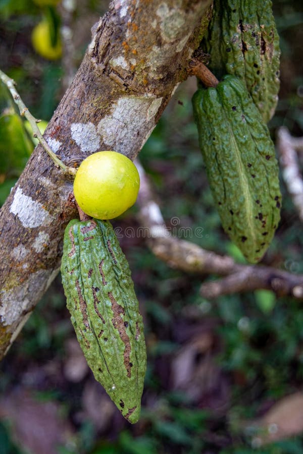 Cacao beans stock photo. Image of butter, bean, tree - 263039204