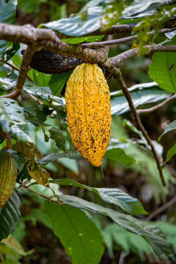 Cacao beans stock photo. Image of powder, local, traditional - 263039222