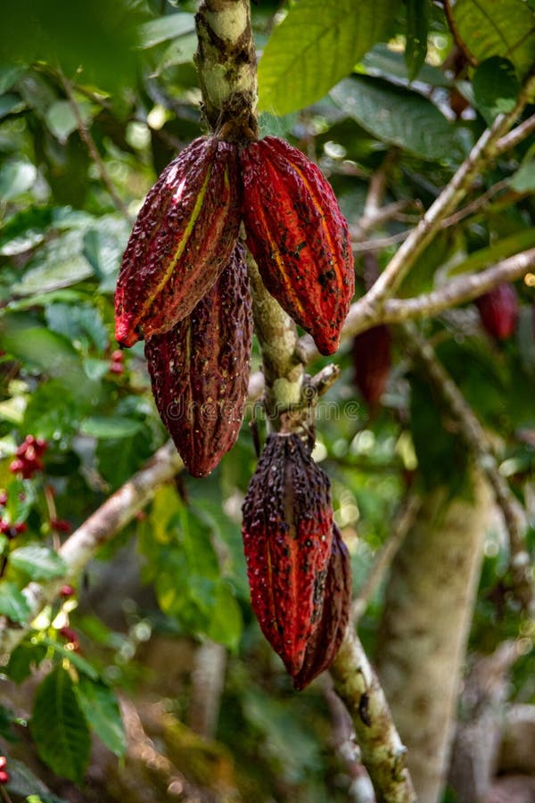 Cacao beans stock image. Image of travel, cacao, cocoa - 263039241