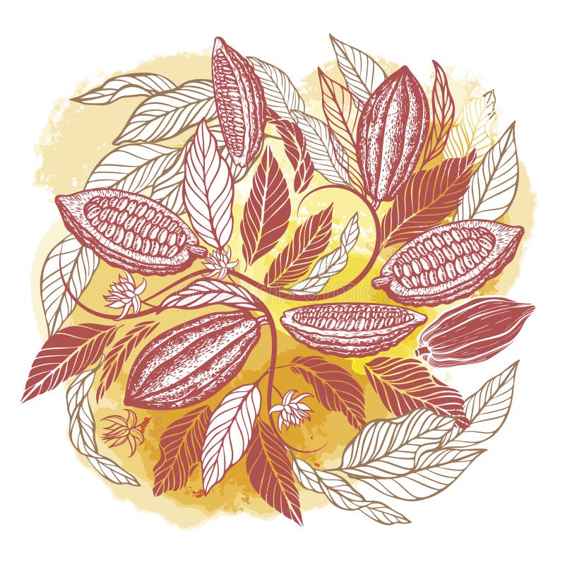 Cacao Beans Plant Vector Exotic Cacao Plants Stock Illustrations – 65 ...
