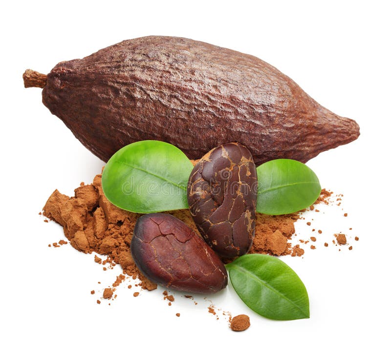 Cacao beans isolated stock image. Image of macro, dried - 152038941