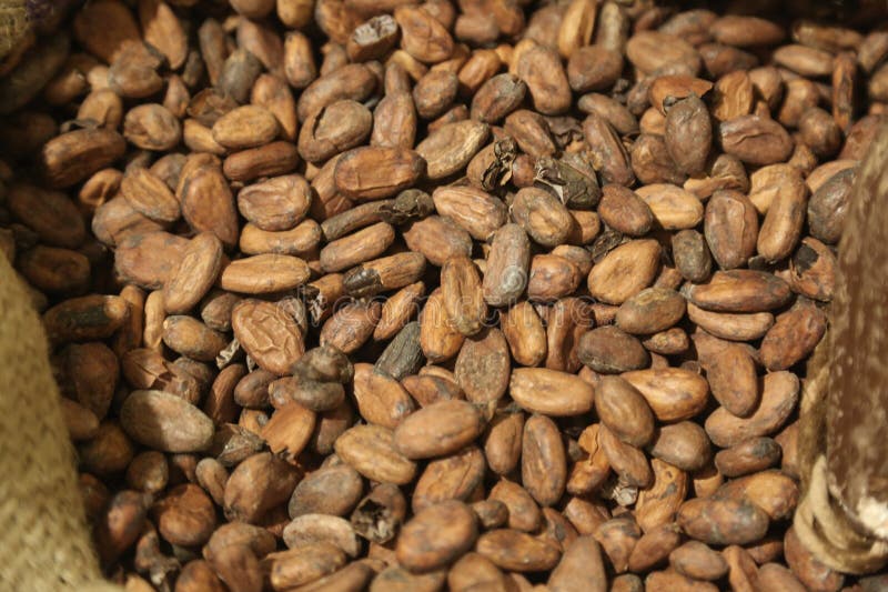 Cacao beans stock photo. Image of brown, aroma, organic - 275959714