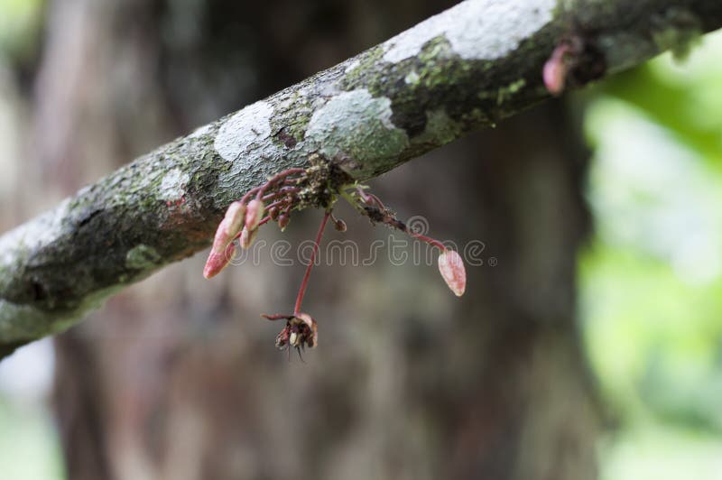 Cacao De Theobroma De Cacaoyer Avec La Fleur Photo stock - Image du ...
