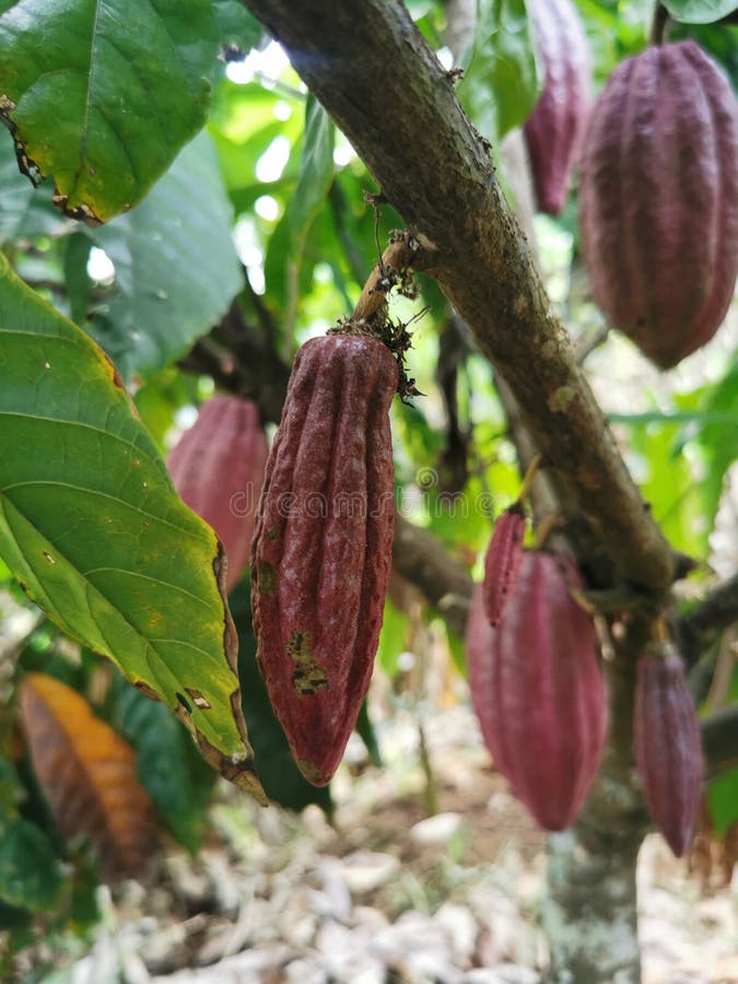 Cacao imagen de archivo. Imagen de seta, fresco, hermoso - 252234475