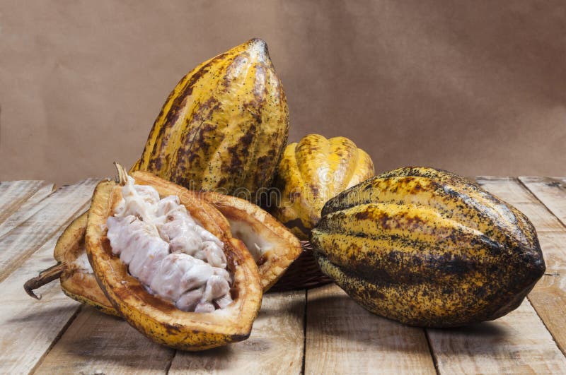 Open Cacao Pod, Fermenting stock photo. Image of food - 11112990