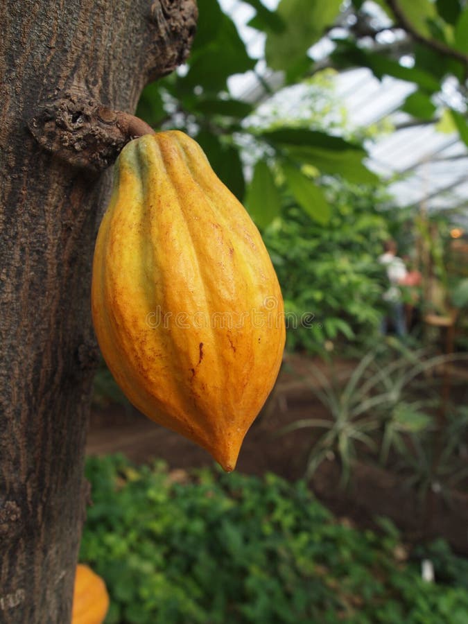 Cacao fruit stock image. Image of plant, cacao, fruit - 113060571