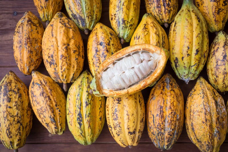 Cacao Fruit, Raw Cacao Beans, Cocoa Pod Background Stock Image - Image ...